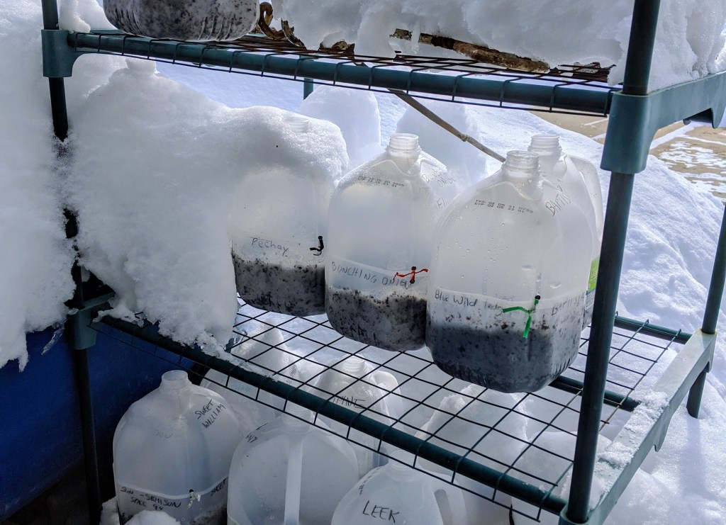 Winter Sowing in a Snowy Winter Wonderland – The Gardener Wife