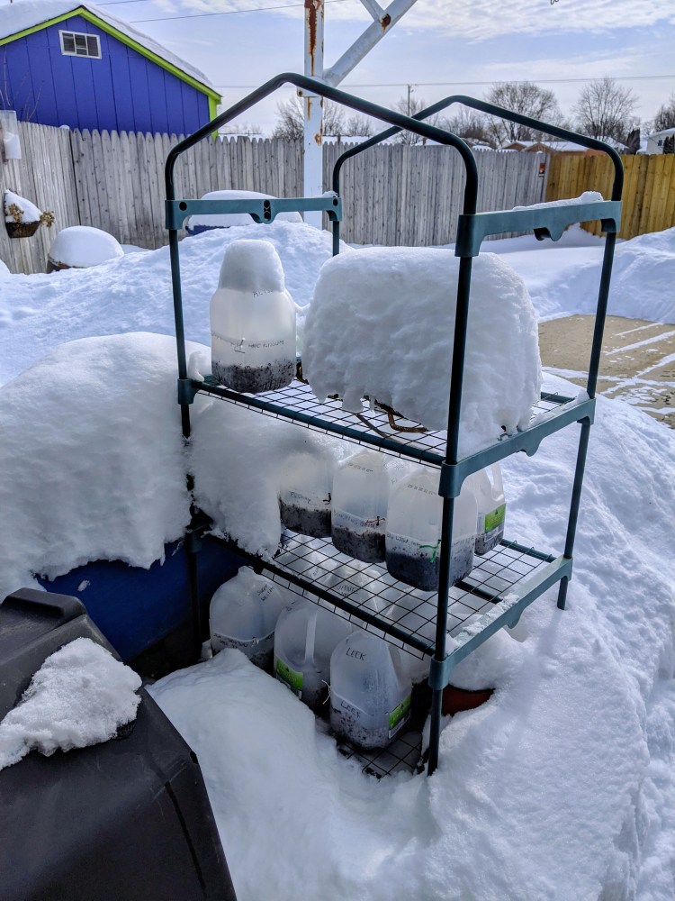 Winter Sowing in a Snowy Winter Wonderland – The Gardener Wife
