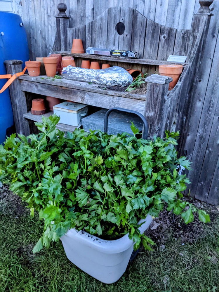 Celery Increase: Using, Storing, and Preserving Celery – The Gardener Wife