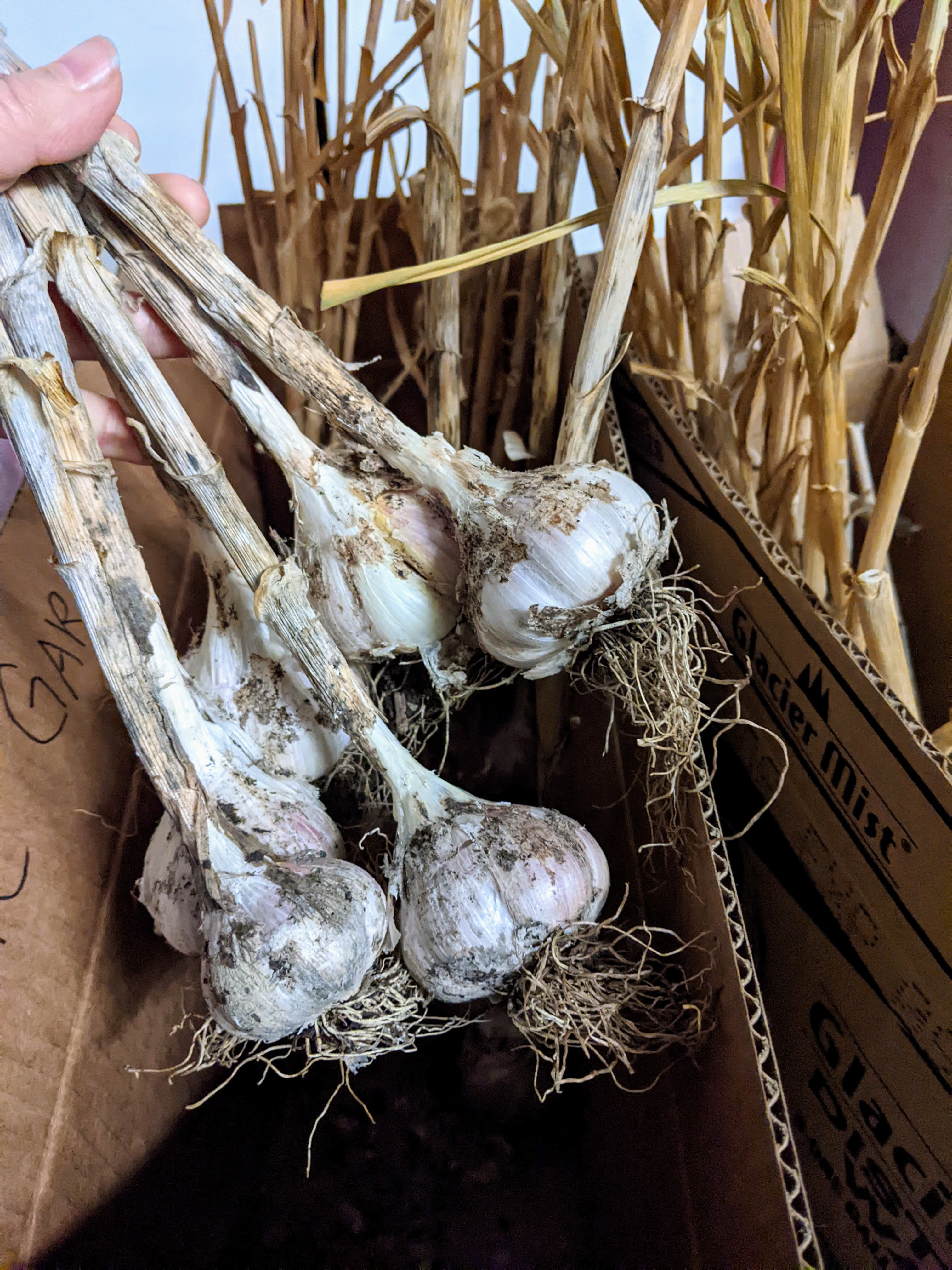 How to Cure and Store Homegrown Garlic so It Lasts Longer – The ...