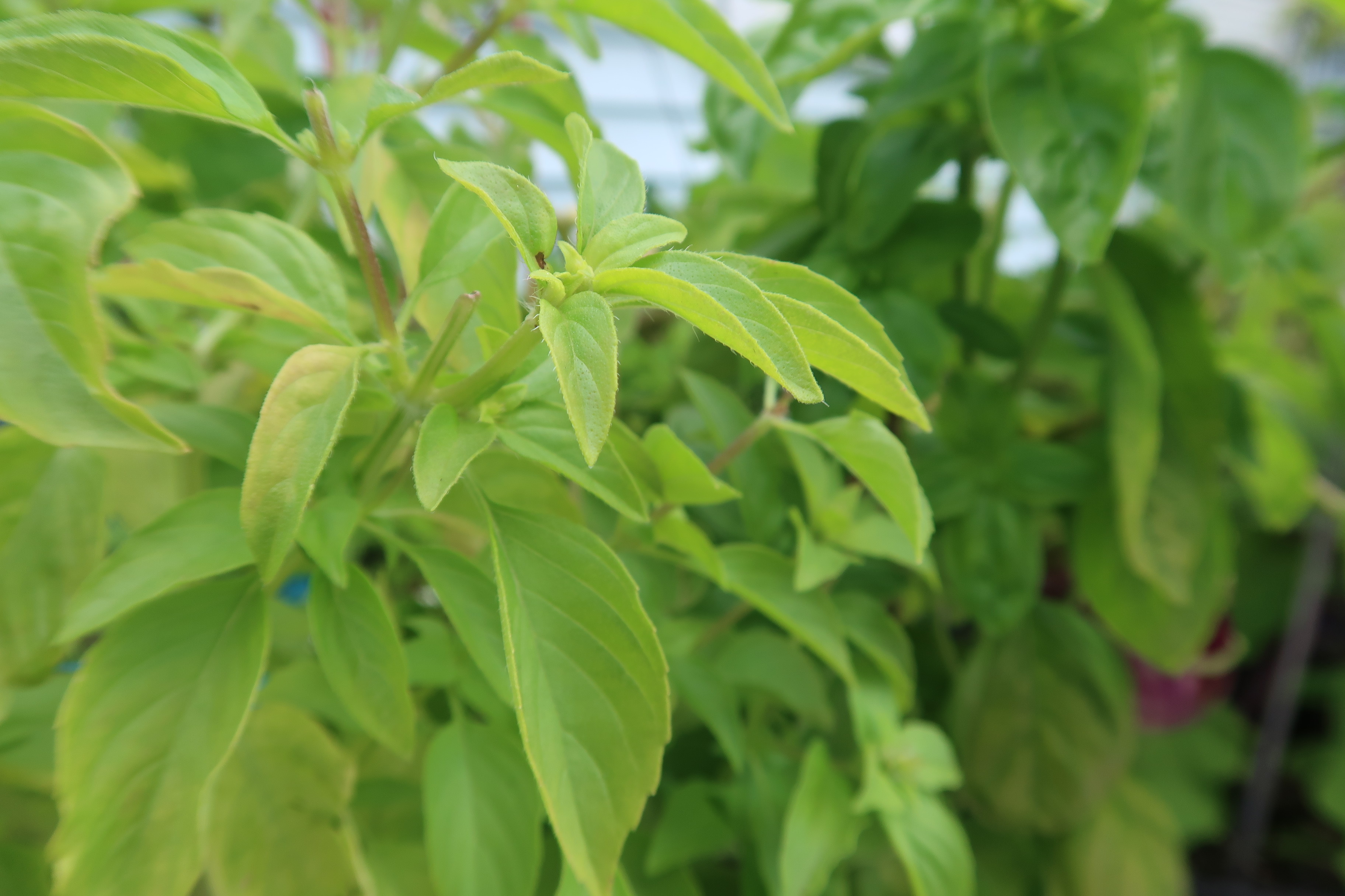 Lime Basil—A Must for Every Garden – The Gardener Wife